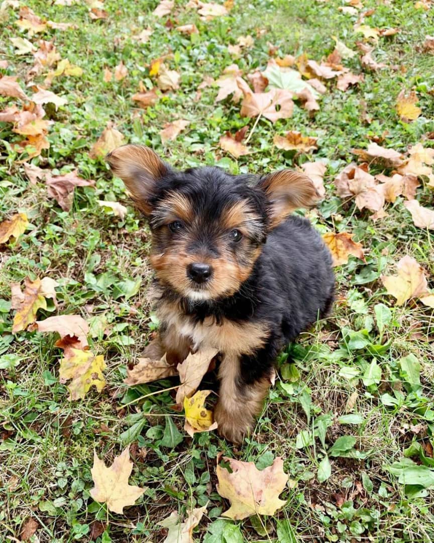 Prim Male Yorkie puppy - Yorkie Paws